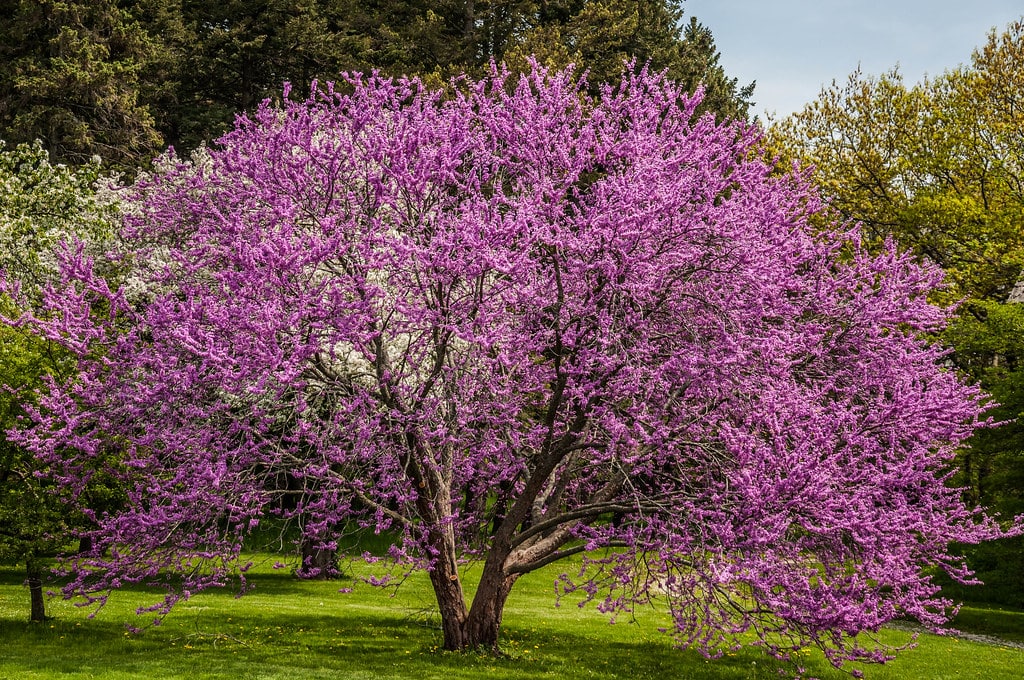 Quels arbres planter dans un sol calcaire ? Saint Germain Paysage